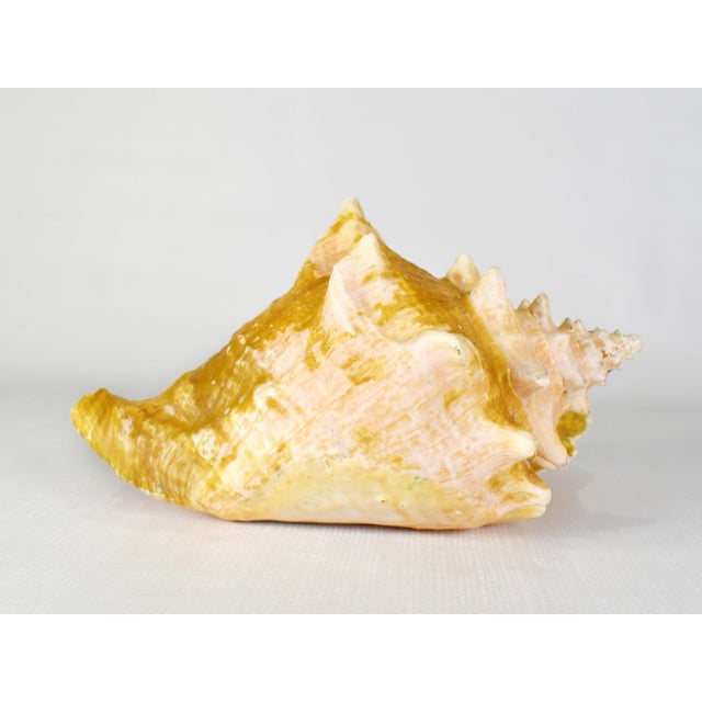 Vintage Natural Conch Shell Nautical Coastal Decor | Chairish