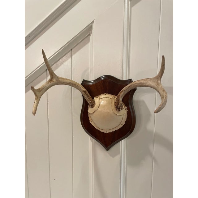 Mid 20th Century 7 Point Deer Antler Mount | Chairish