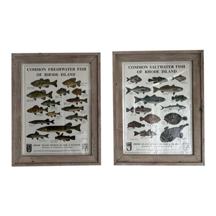 Pair of Fish Posters of Rhode Island Produced by Roberta Calore | Chairish