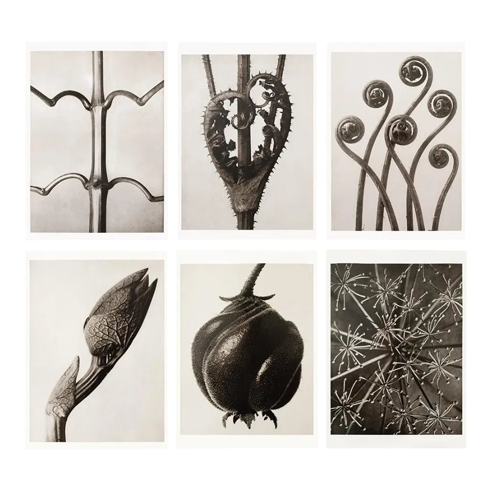 1995 Karl Blossfeldt Original Posters - Set of 6 | Chairish