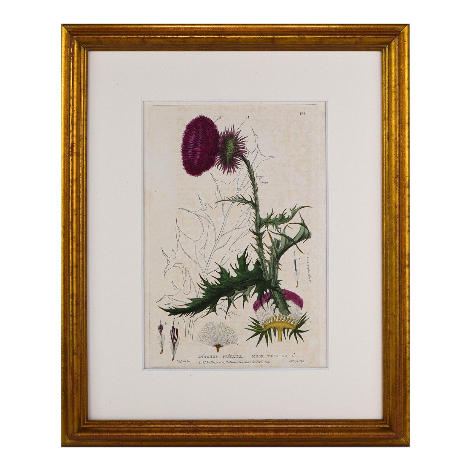 19th Century Antique English Hand Colored Thistle Botanical Print by ...