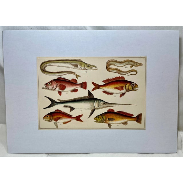 Antique Fish Print From England Featuring a Pandora, Bergylt, Shadow Fish, Swordfish , Hairtail ...
