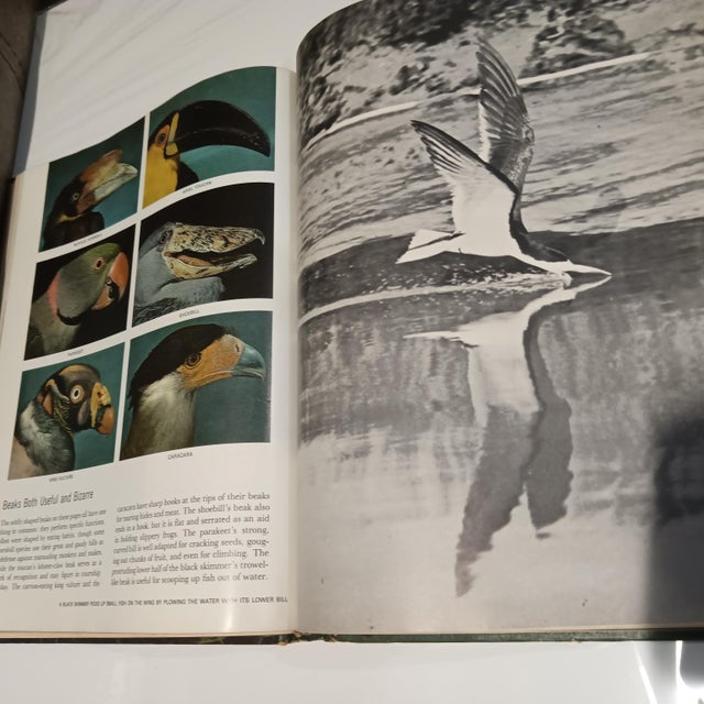 Vintage Time Life Nature Library the Birds Book | Chairish