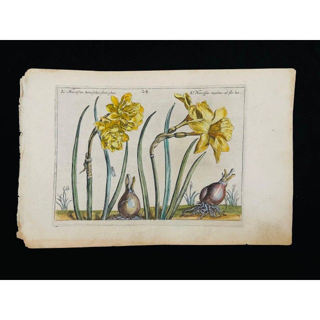 Antique Botanical Narcissus From Hortus Floridus 1614 Woodcut on Paper ...
