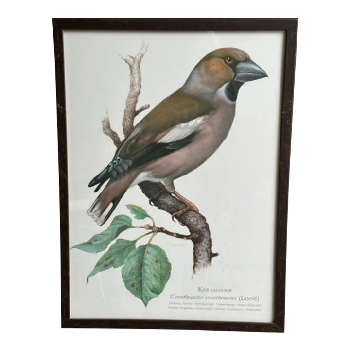 Vintage Bird Print Framed Grossbeak Teaching Aid School Poster | Chairish