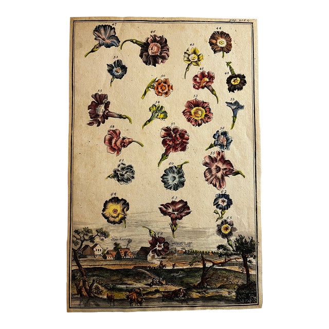 18th Century Floral Hand-Colored Engraving Print | Chairish