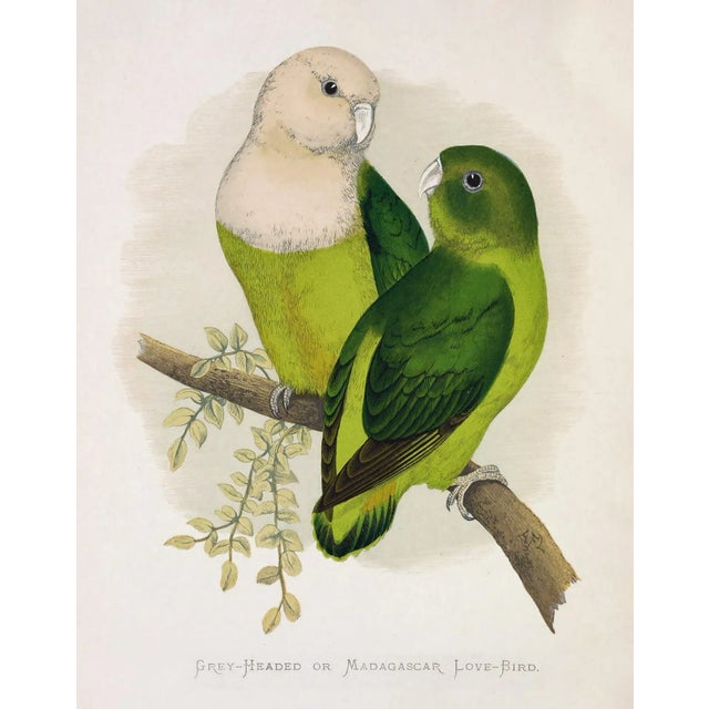 19th Century British Parrot Study - Set of 12 | Chairish