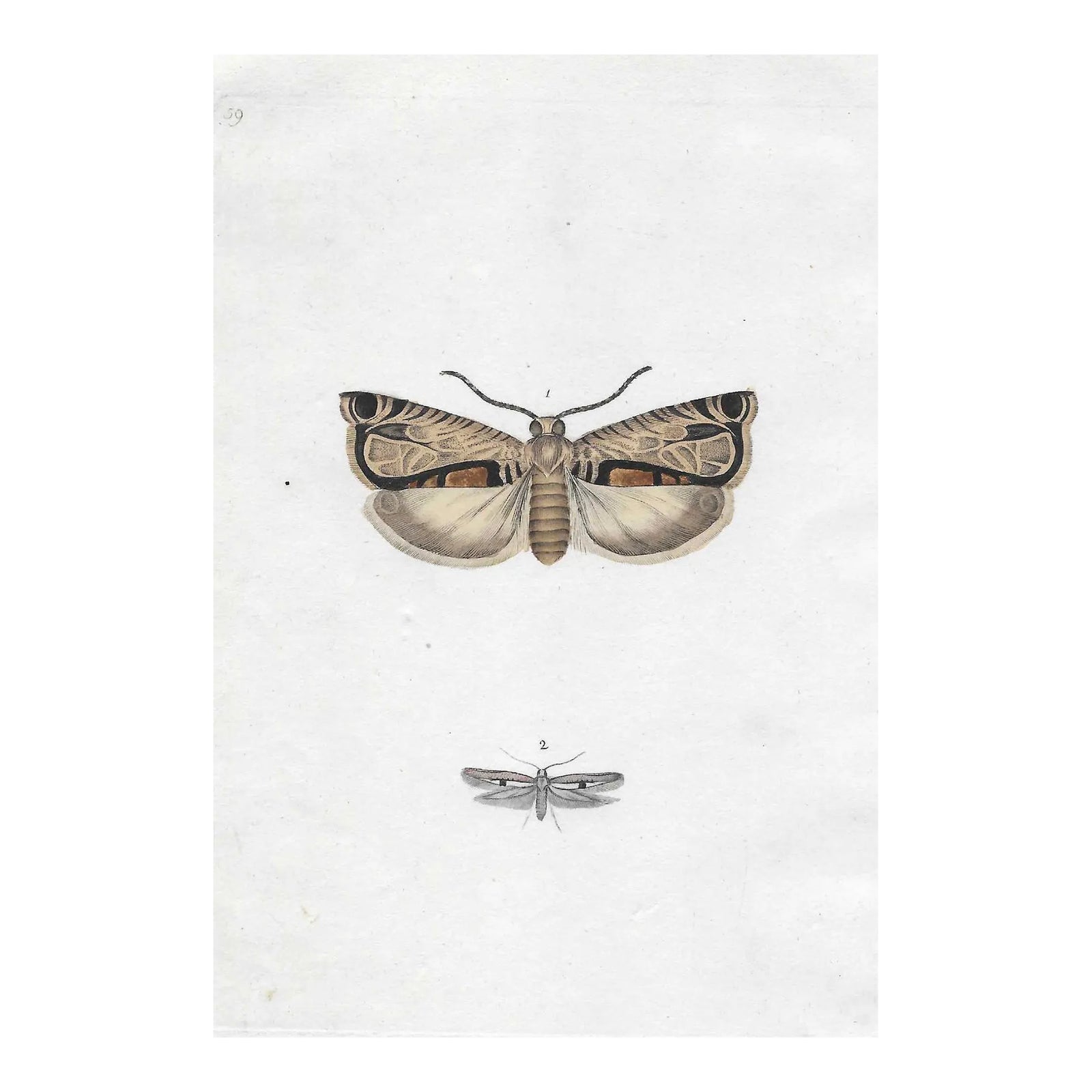 19th Century English Moth Engraving | Chairish
