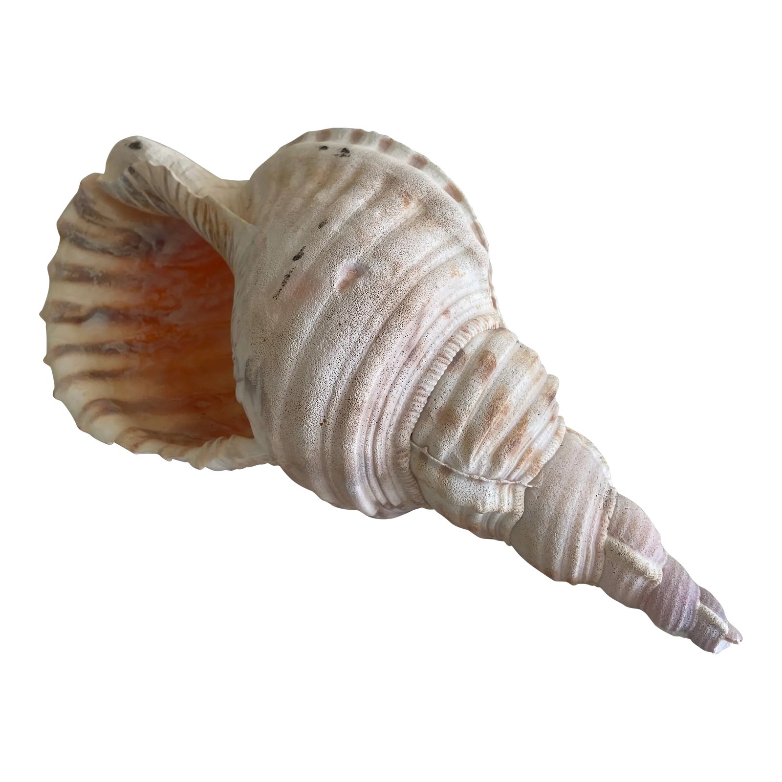 Vintage Conch Shell | Chairish