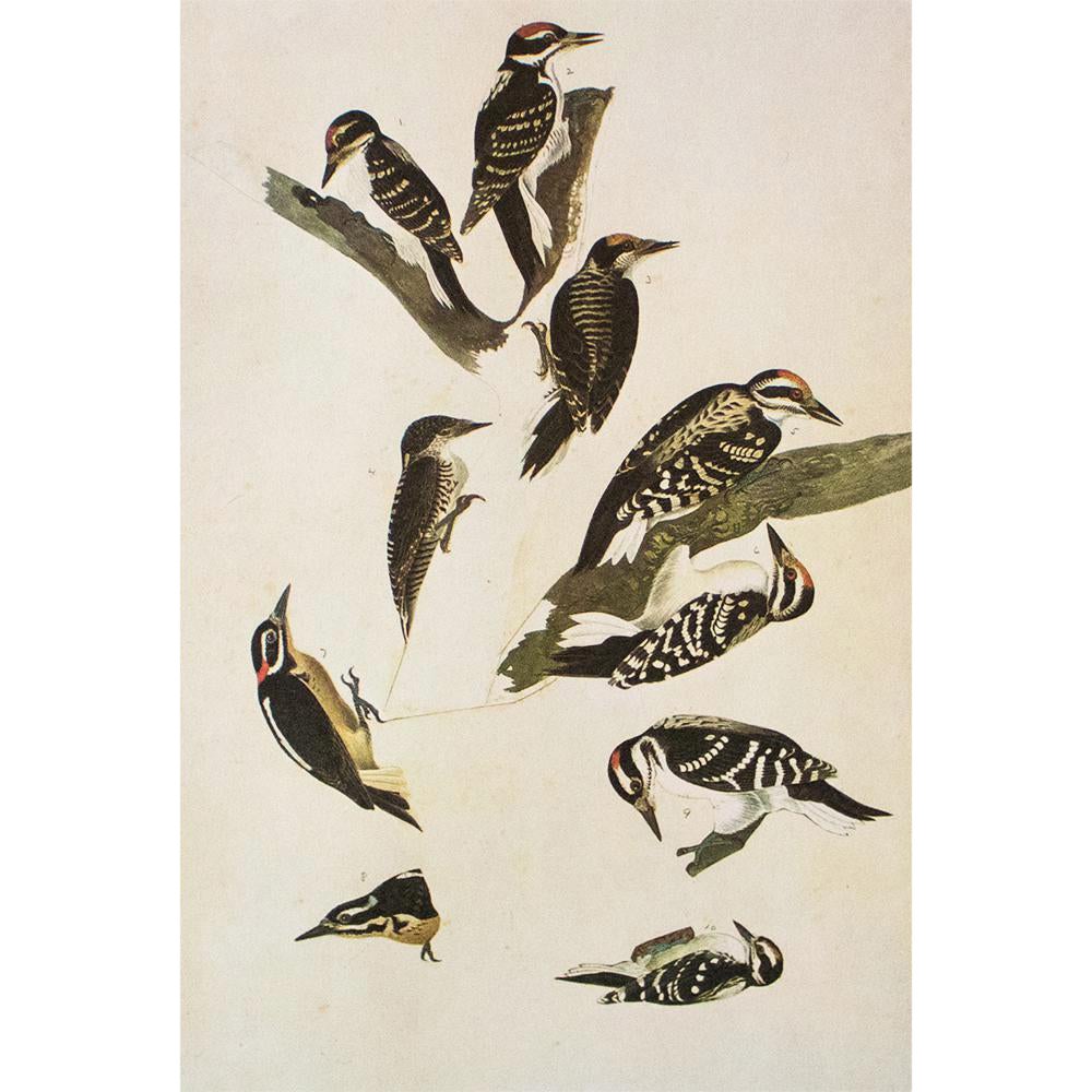 Woodpeckers After John J. Audubon, 1966 Cottage Print | Chairish