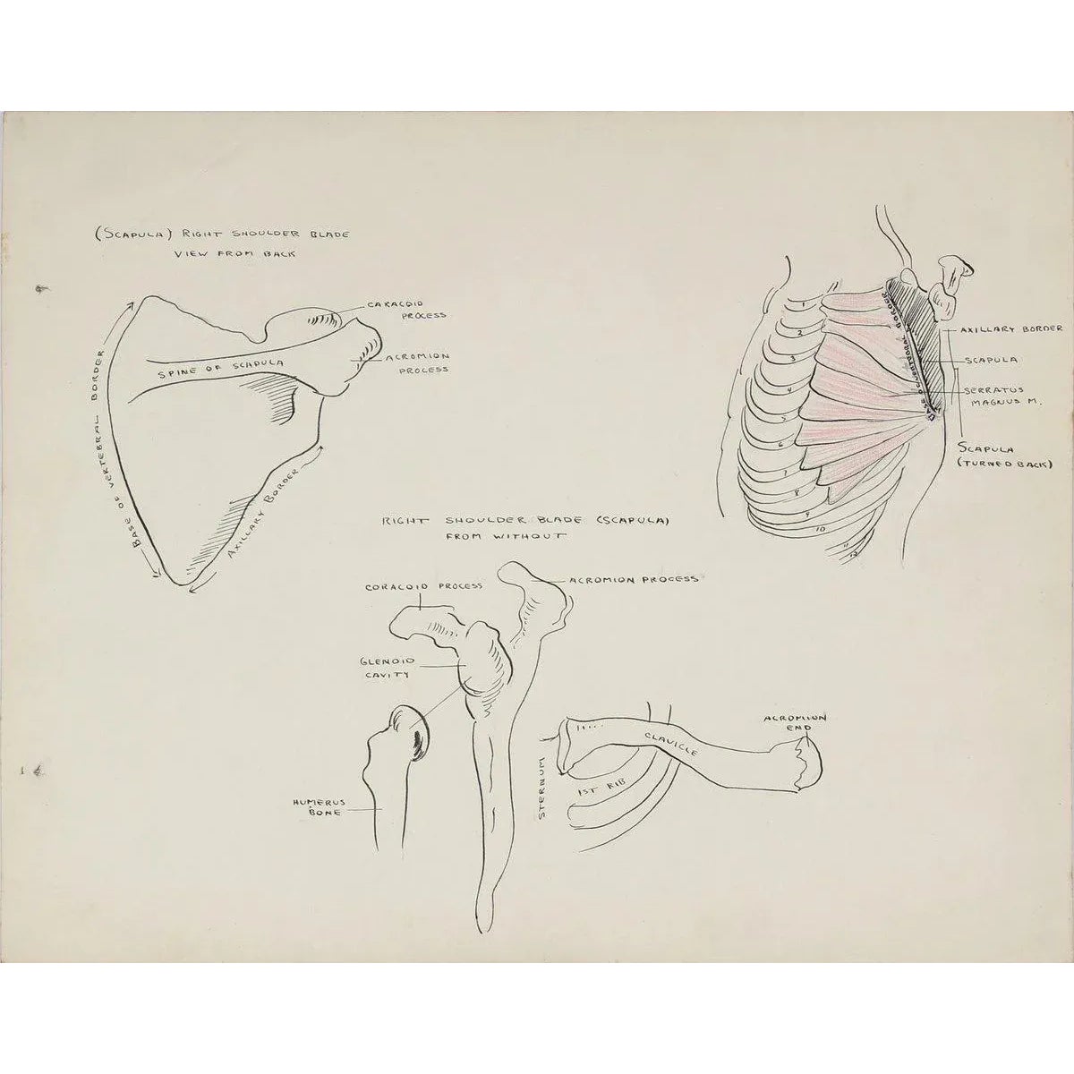 Academic Skeletal Study 1950s Mixed Media on Paper | Chairish
