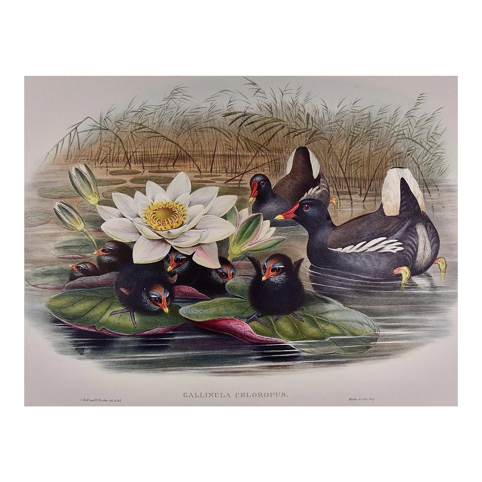 A Family of Moorhens & Lilly Pad: A 19th C. Hand-Colored Lithograph by ...
