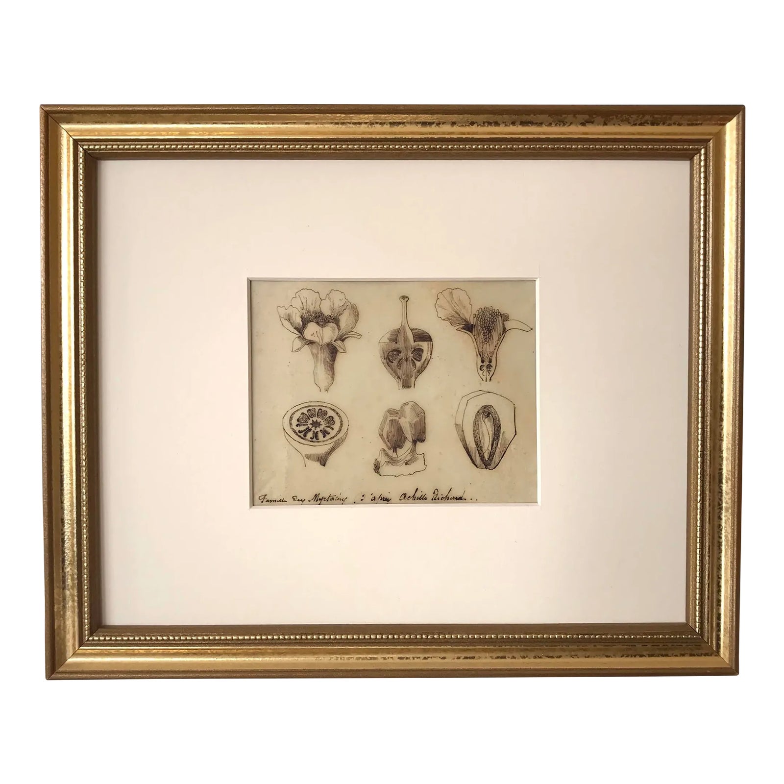 Antique French Floral Botanical Ink Drawing by Achille Richard C.1830 ...
