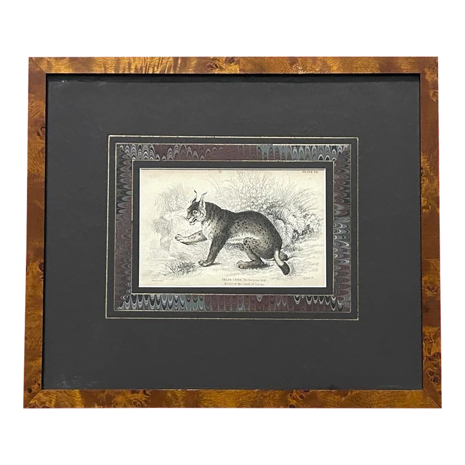 Mid 19th Century Felis Lynx Framed Hand-Colored Engraving by William ...