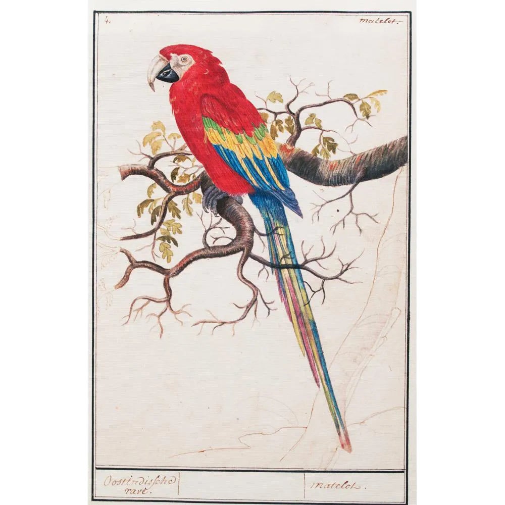 "Scarlet Macaw" Print, After 1590s Watercolor by Anselmus Boëtius De ...