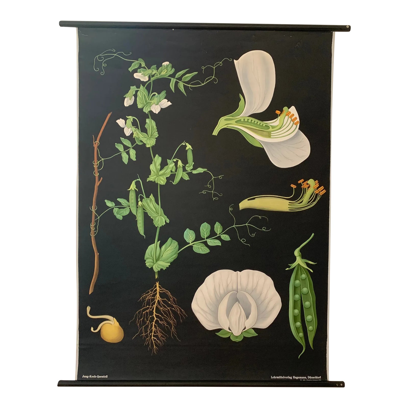 Mid 20th Century Vintage Botanical Study Poster | Chairish