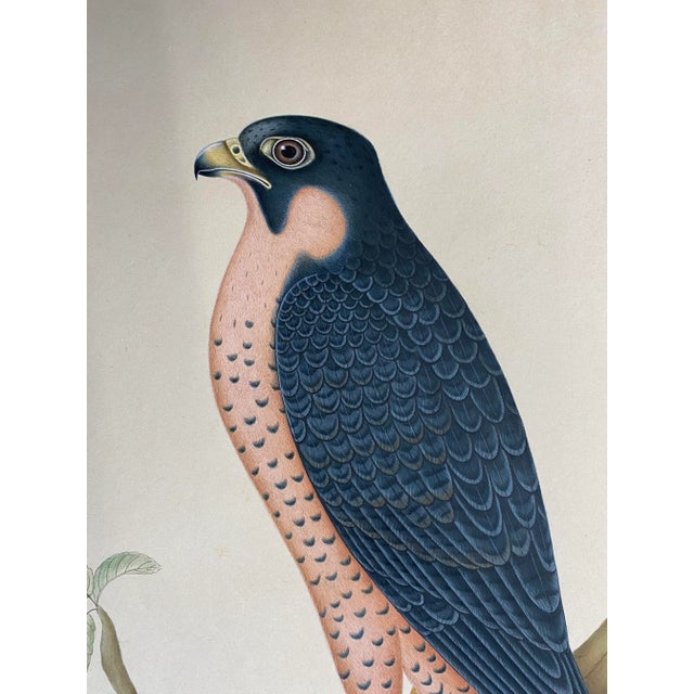 Folcon Miniature Painting on Paper , Original Hawk Artwork | Chairish