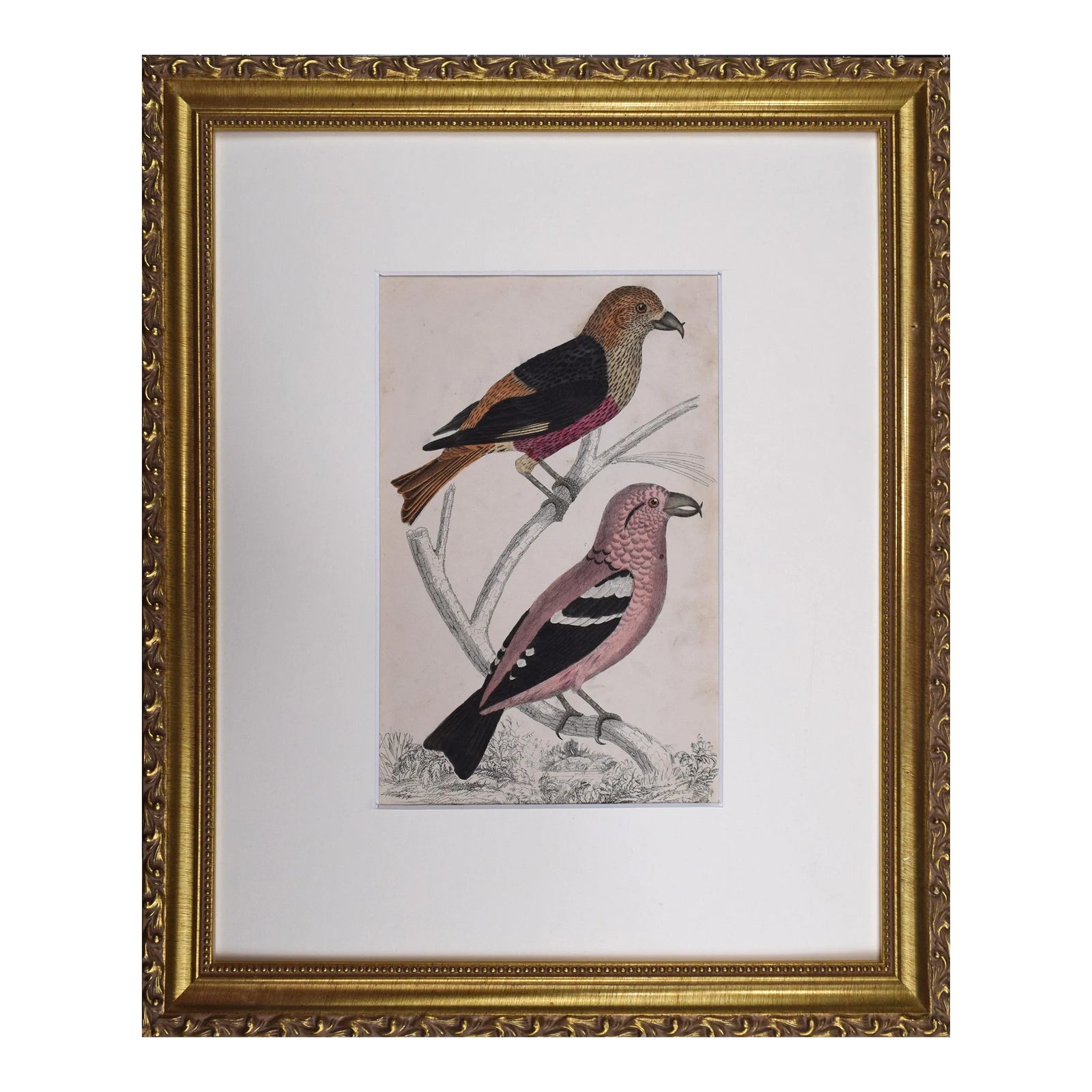 19th Century English Hand Colored Bird Engraving by Goldsmith | Chairish
