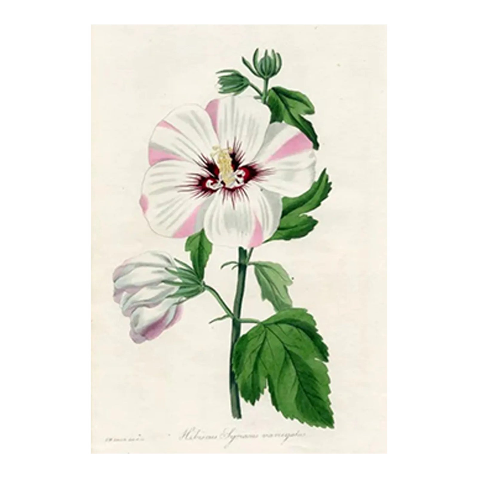 1836, Syrian Hibiscus Botanical Print From Joseph Paxton, Antique Hand ...