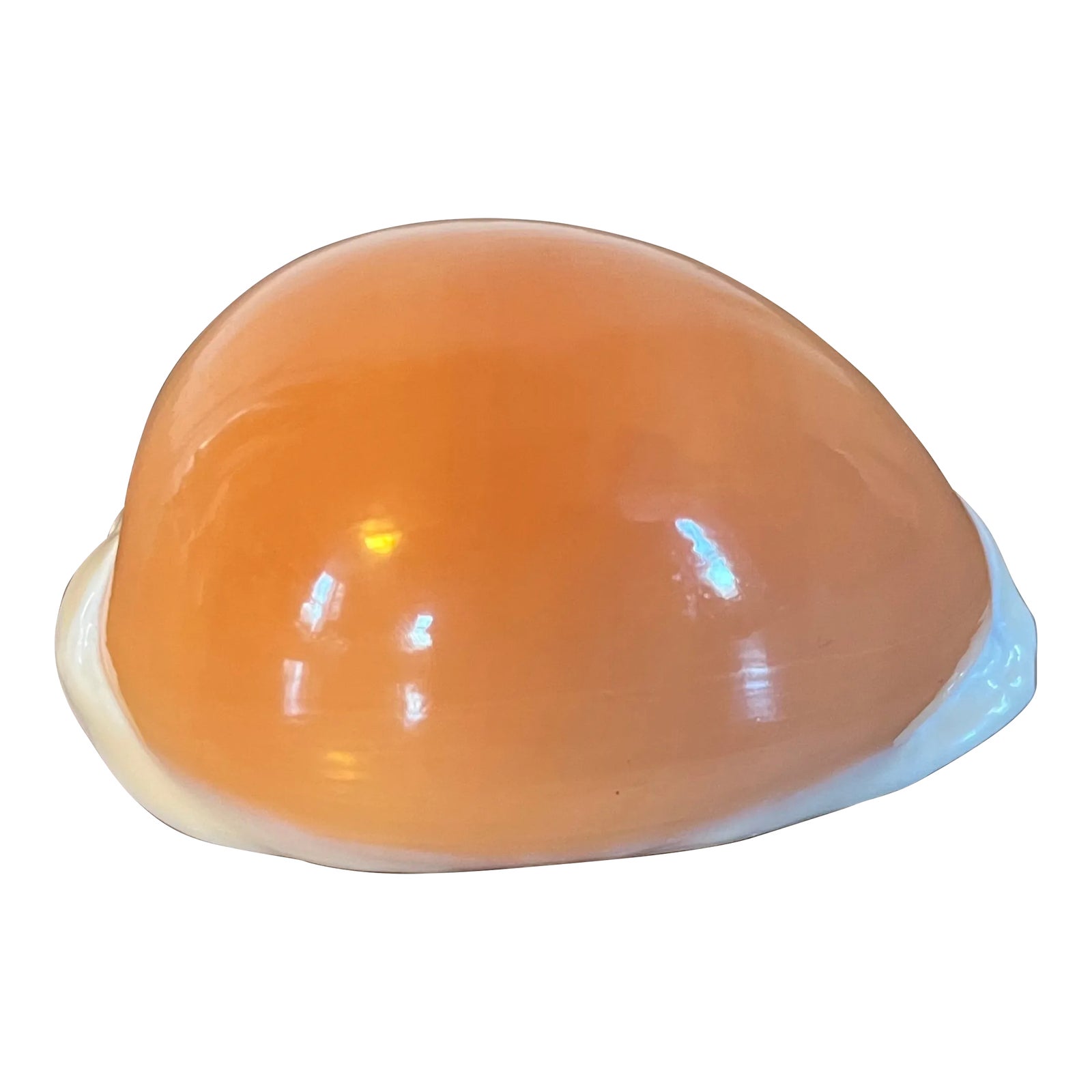 Golden Cowrie Callistocypraea Aurantium Sea Shell Specimen | Chairish