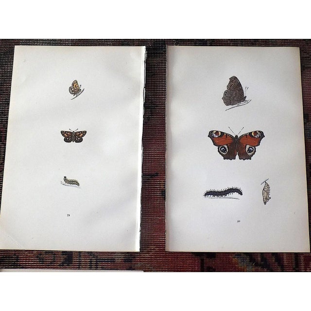 Antique 19th Century Hand Colored Butterfly Lithographs - Set of 6 ...