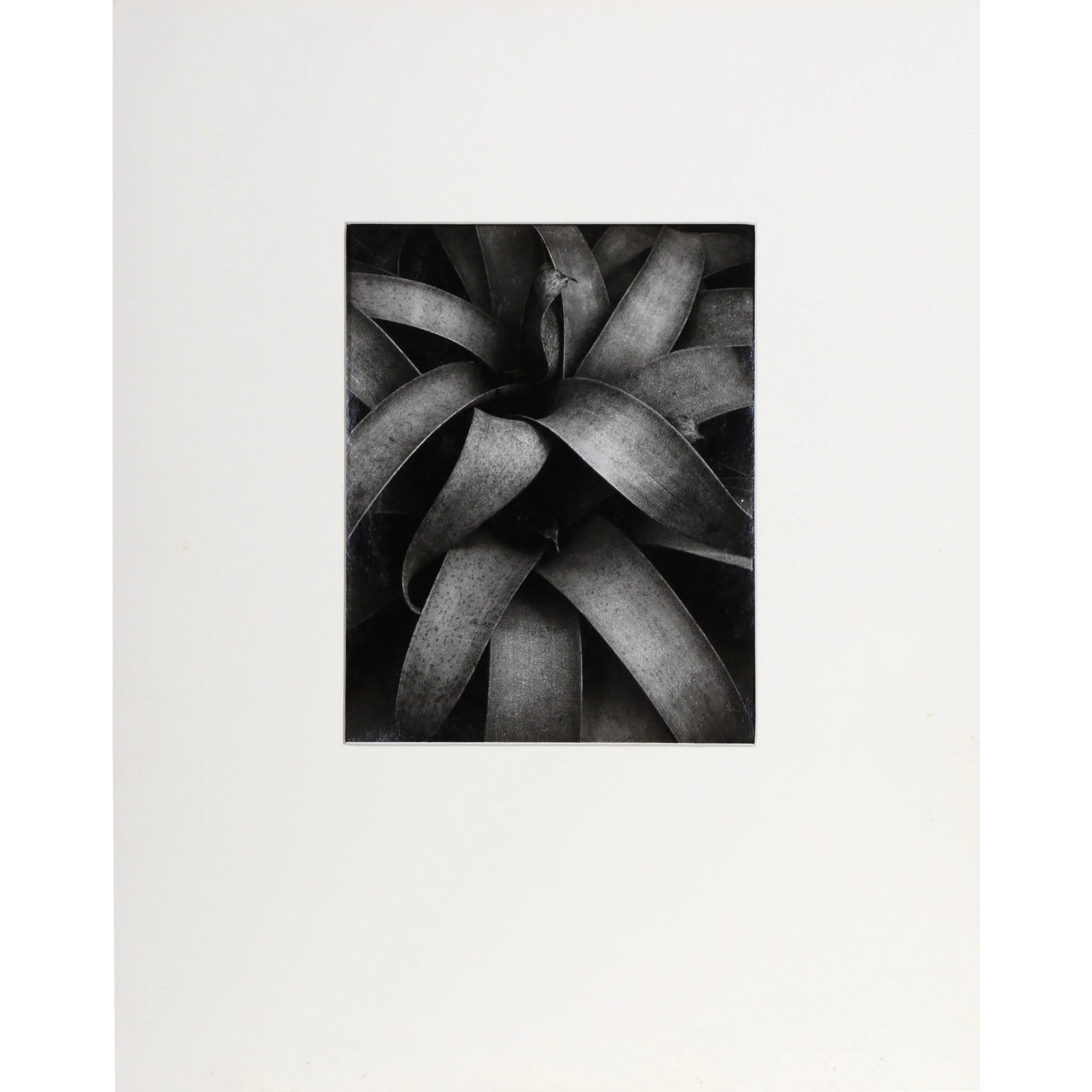 Reeds, Wellesley, Kipton Kumler Gelatin Silver Print Photograph | Chairish