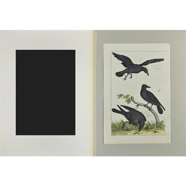 Johann Friedrich Naumann, Crow, Etching, 1840 | Chairish