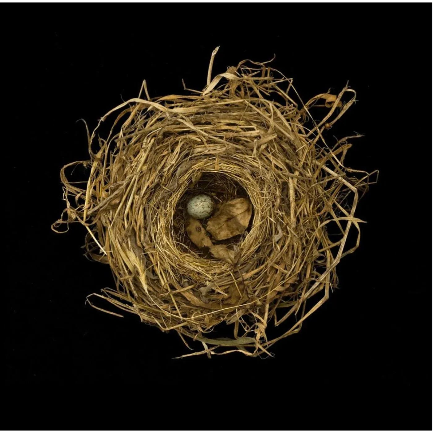 Sharon Beals Lithograph of a Song Sparrow Nest | Chairish