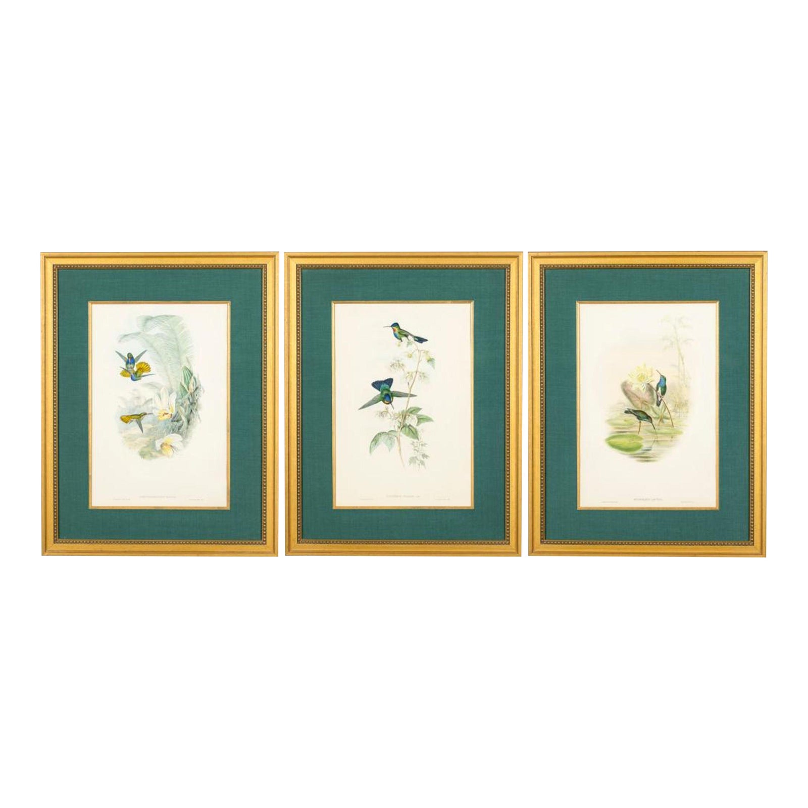 19th Century Hummingbird Botanical Prints in Giltwood Frames – Set of 3 ...