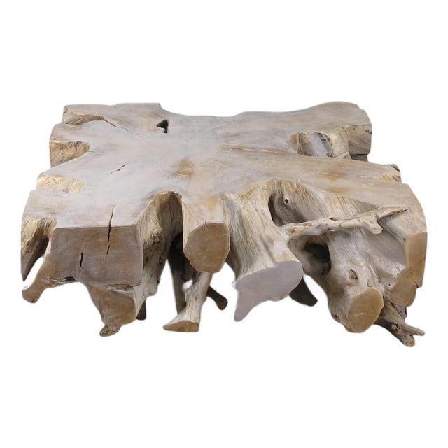 Organic Modern Bleach White Teak Root Coffee Table | Chairish