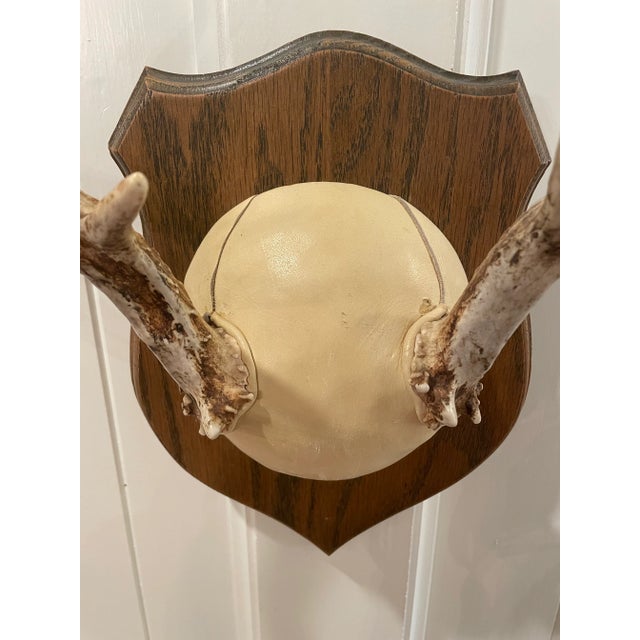 Mid 20th Century 8 Point Deer Antler Mount | Chairish