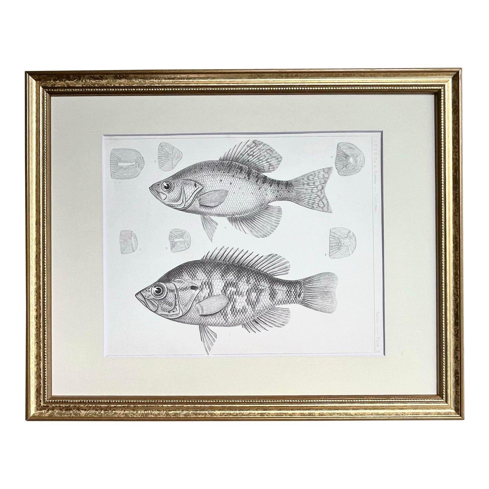 Antique Lithograph of California Perch Fish C. 1860 | Chairish