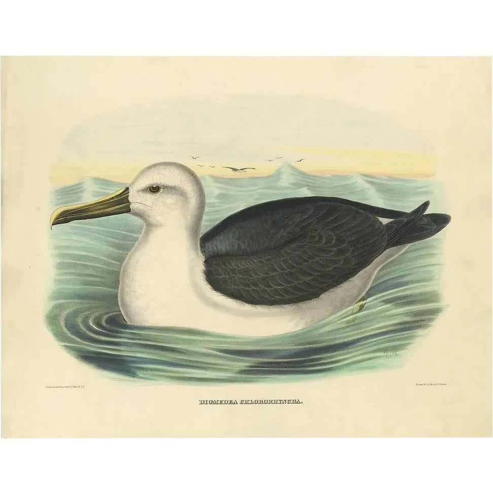 After D. G. Elliot, Bird Illustration of a Yellow-Nosed Albatross, 1869 ...