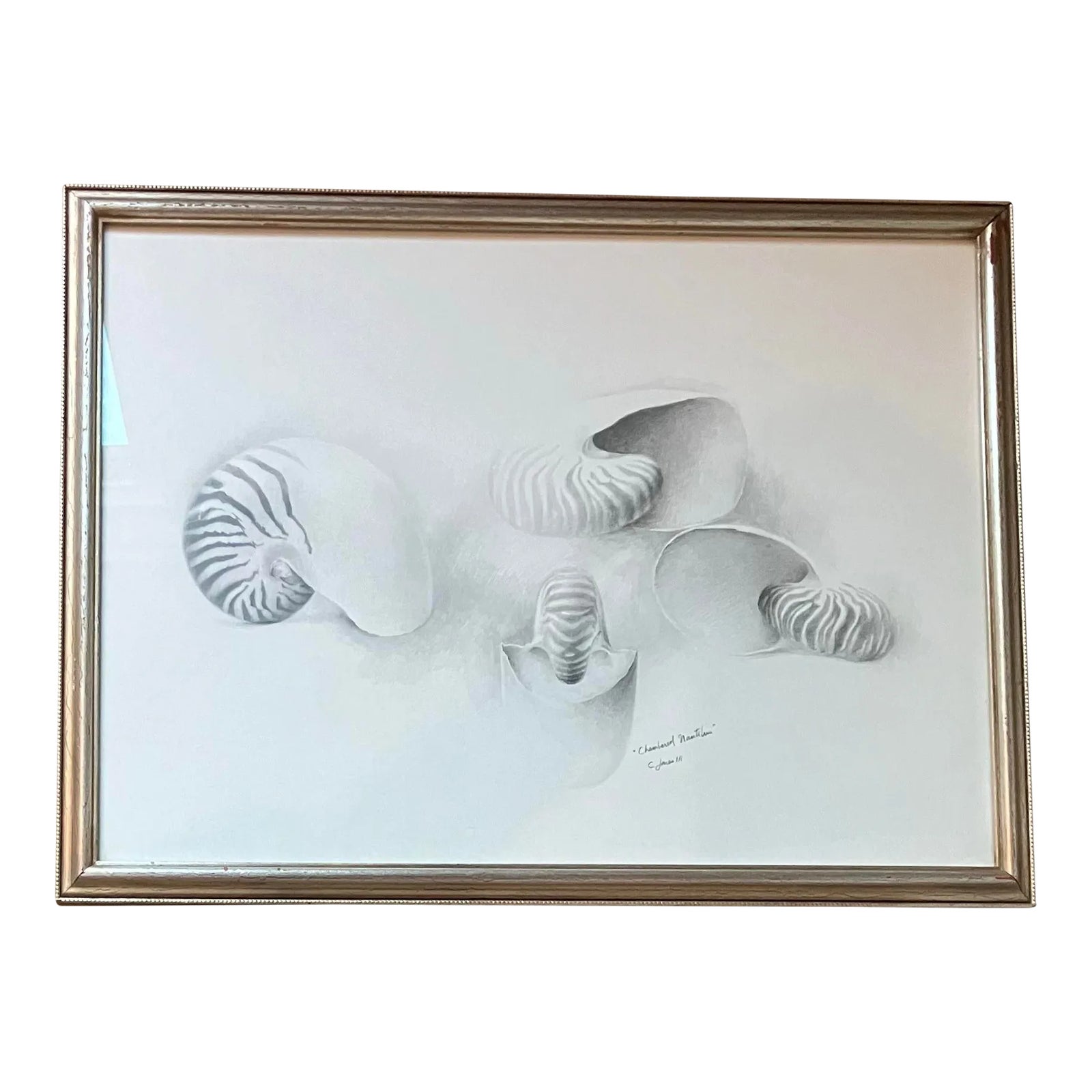 1980’s Original Beachy Seashell Pencil Drawing | Chairish