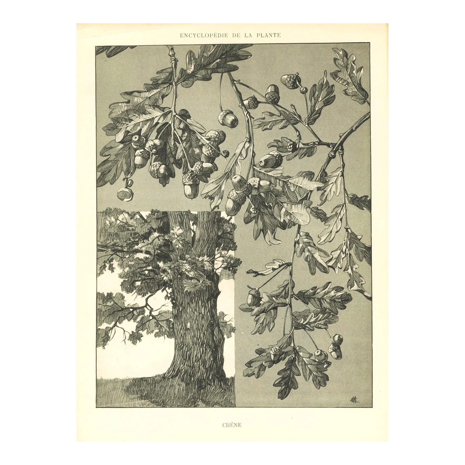 1904 French Antique Botanical Drawing-Oak Tree-With Documentation ...