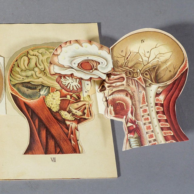 Antique Foldable Anatomical Brochure Depicting Human Anatomy | Chairish