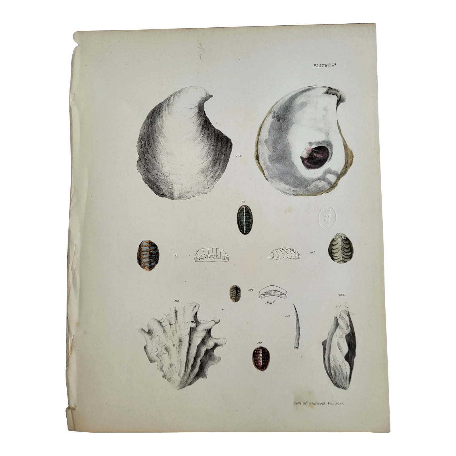 Antique Hand Colored Seashell Lithograph by Lith of Endicott, New York ...