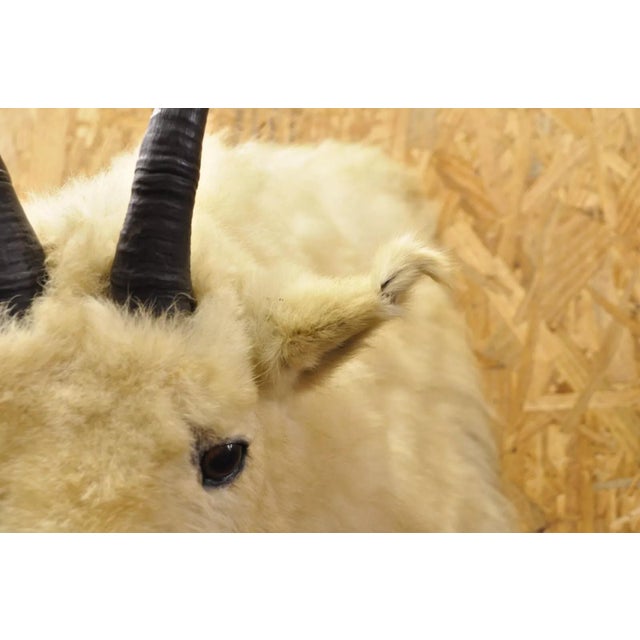 Vintage Taxidermy White Mountain Goat Head Shoulder Mount Horns | Chairish