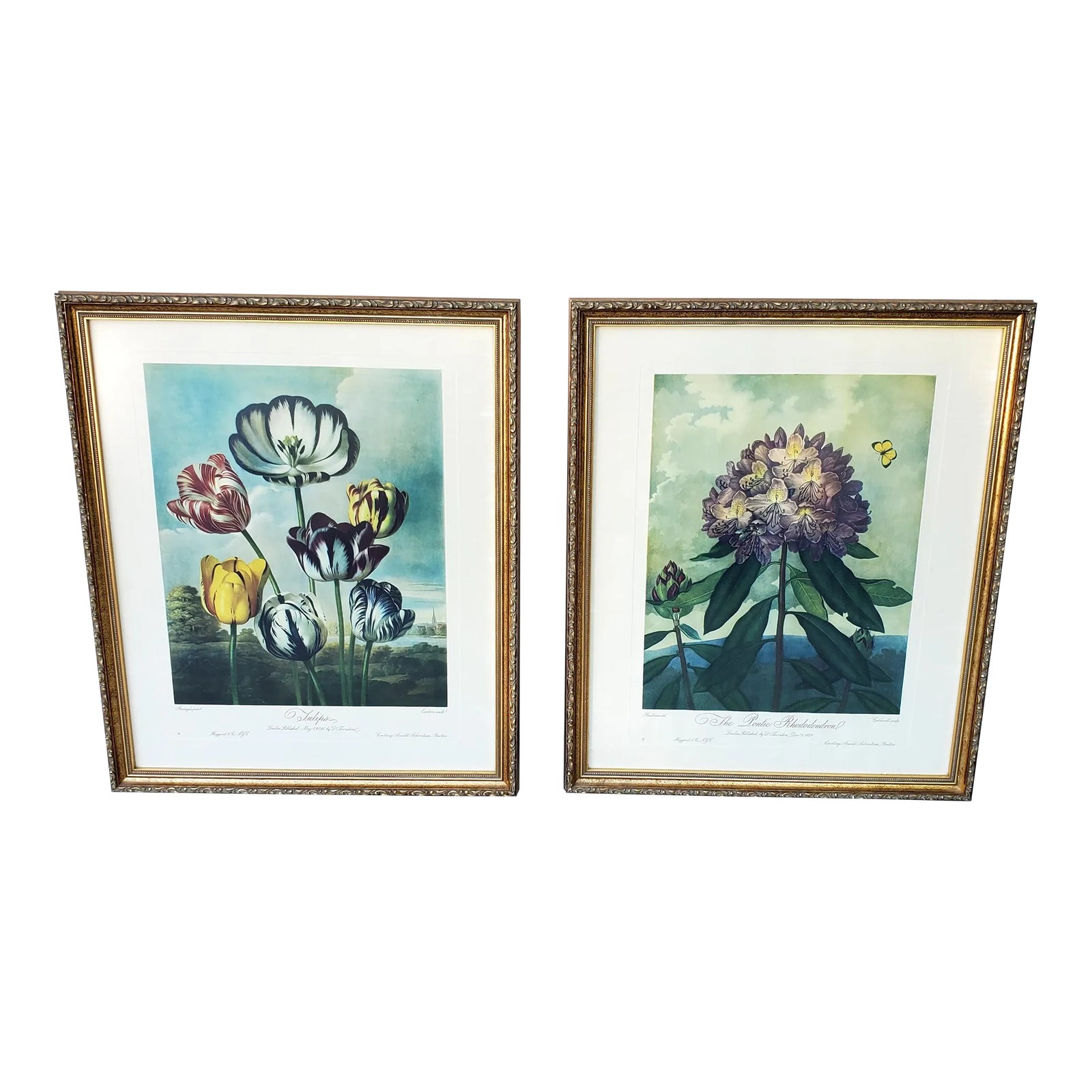 Vintage Set of Two Dr Robert John Thornton Botanical Prints, the Tulips ...