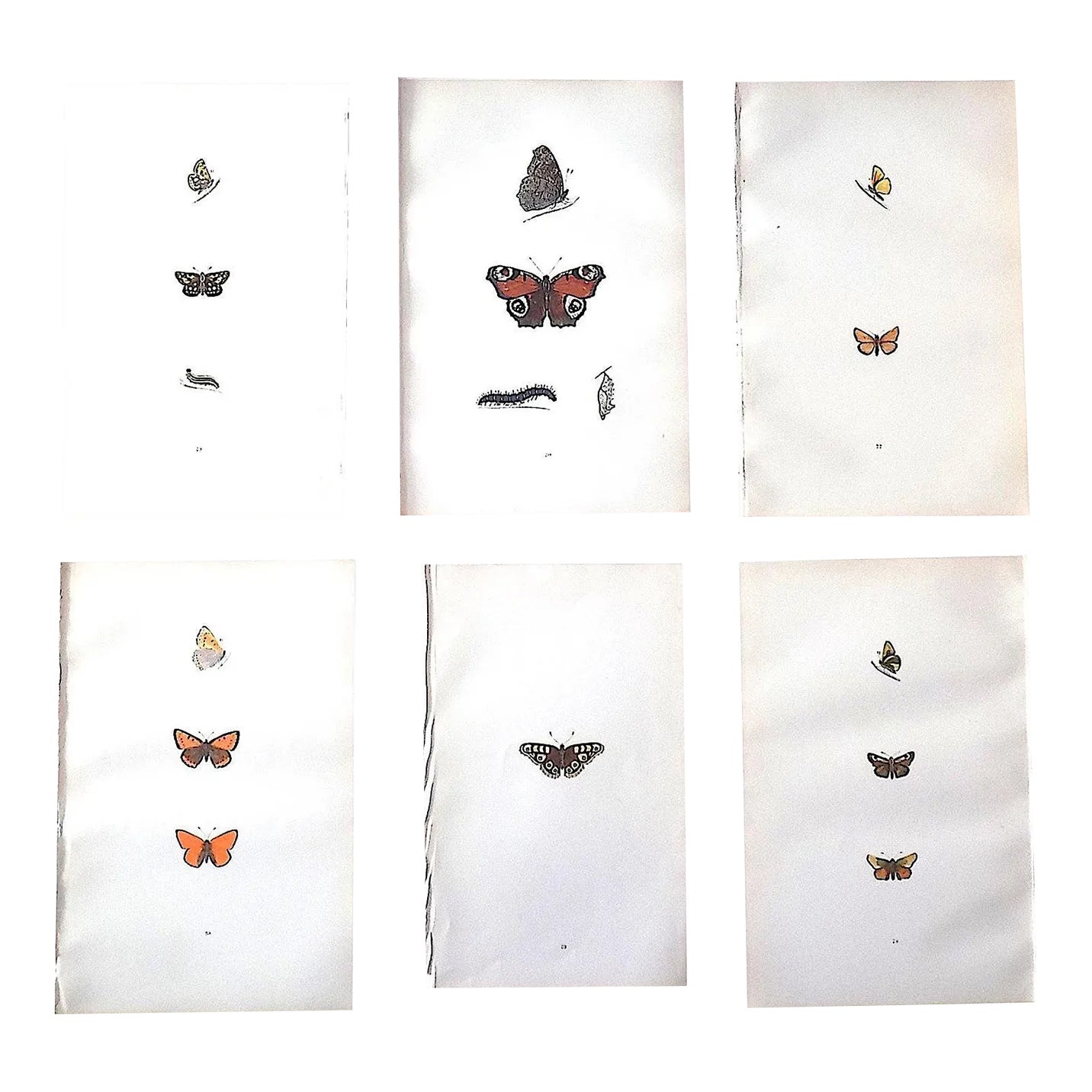 Antique 19th Century Hand Colored Butterfly Lithographs - Set of 6 ...