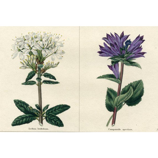 1829 English Botanical Engraving, Including Daffodil | Chairish