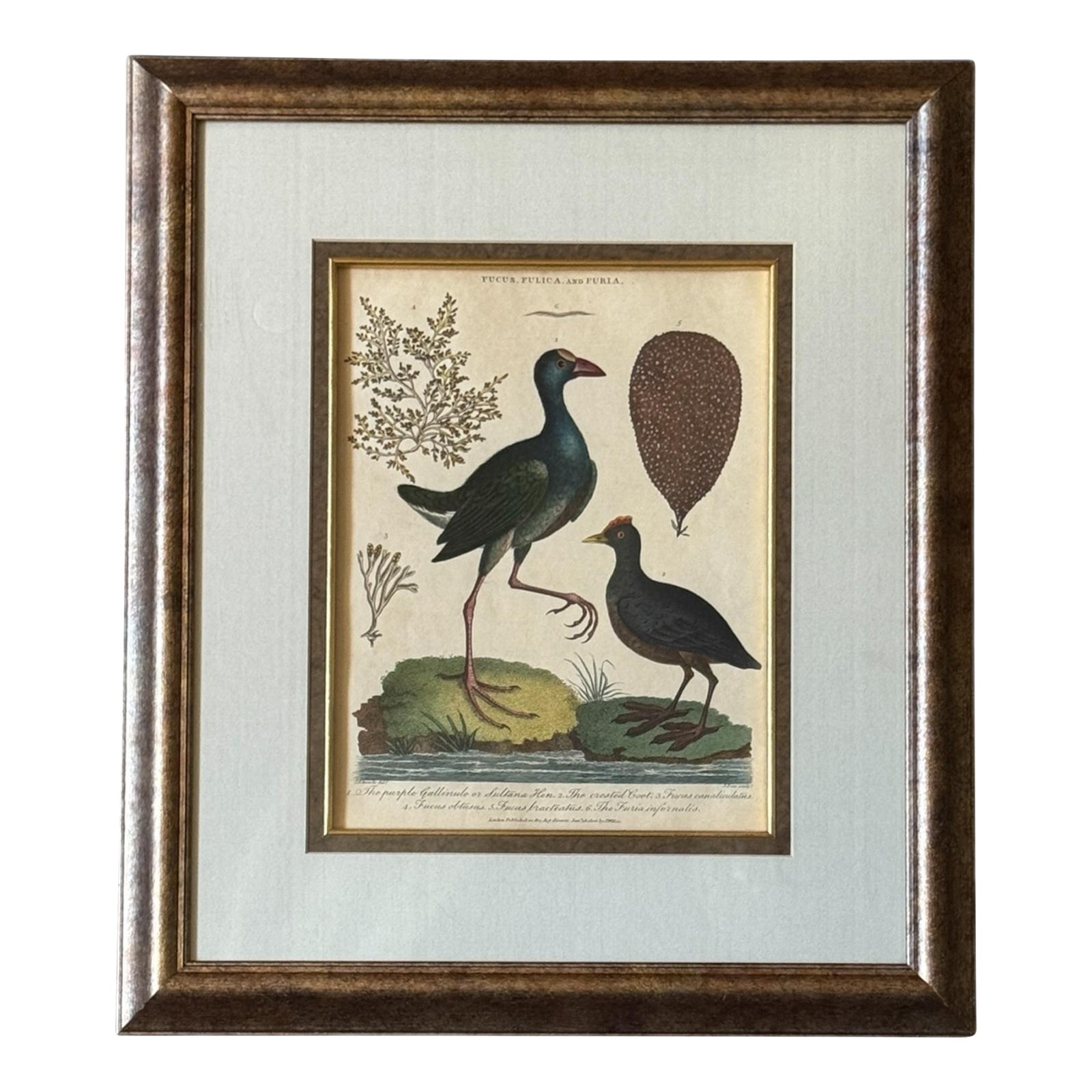 John Pass After J Wilkes Birds Engraving, c.1806 | Chairish